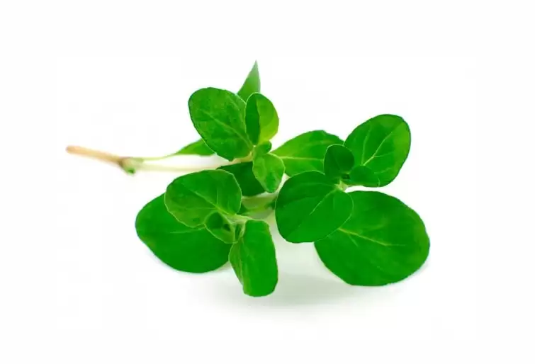 Origanum Majorana Leaf Extract es Extracto de Mejorana