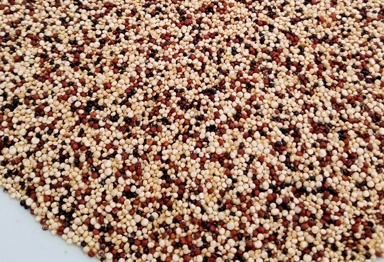 Extracto de semilla de quinoa | VIDALFORCE