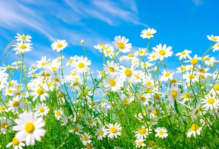 Hidrolato de flor de matricaria Chamomilla